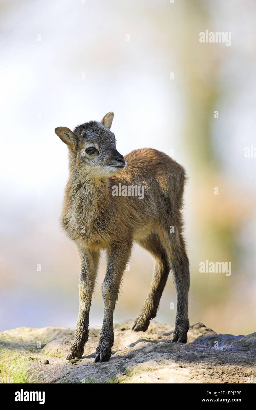 Mufflon ovis ammon musimon wild -Fotos und -Bildmaterial in hoher ...