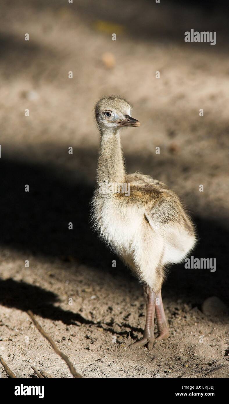 Junger rhea -Fotos und -Bildmaterial in hoher Auflösung – Alamy