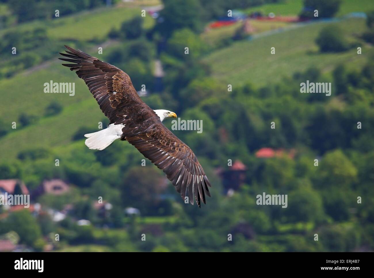 Fliegender adler sonne -Fotos und -Bildmaterial in hoher Auflösung – Alamy