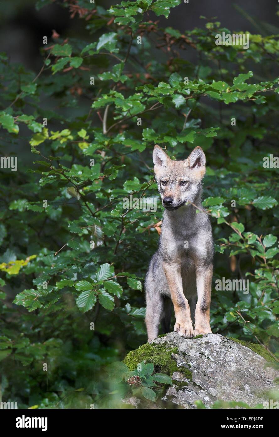 Wolf welpen -Fotos und -Bildmaterial in hoher Auflösung – Alamy
