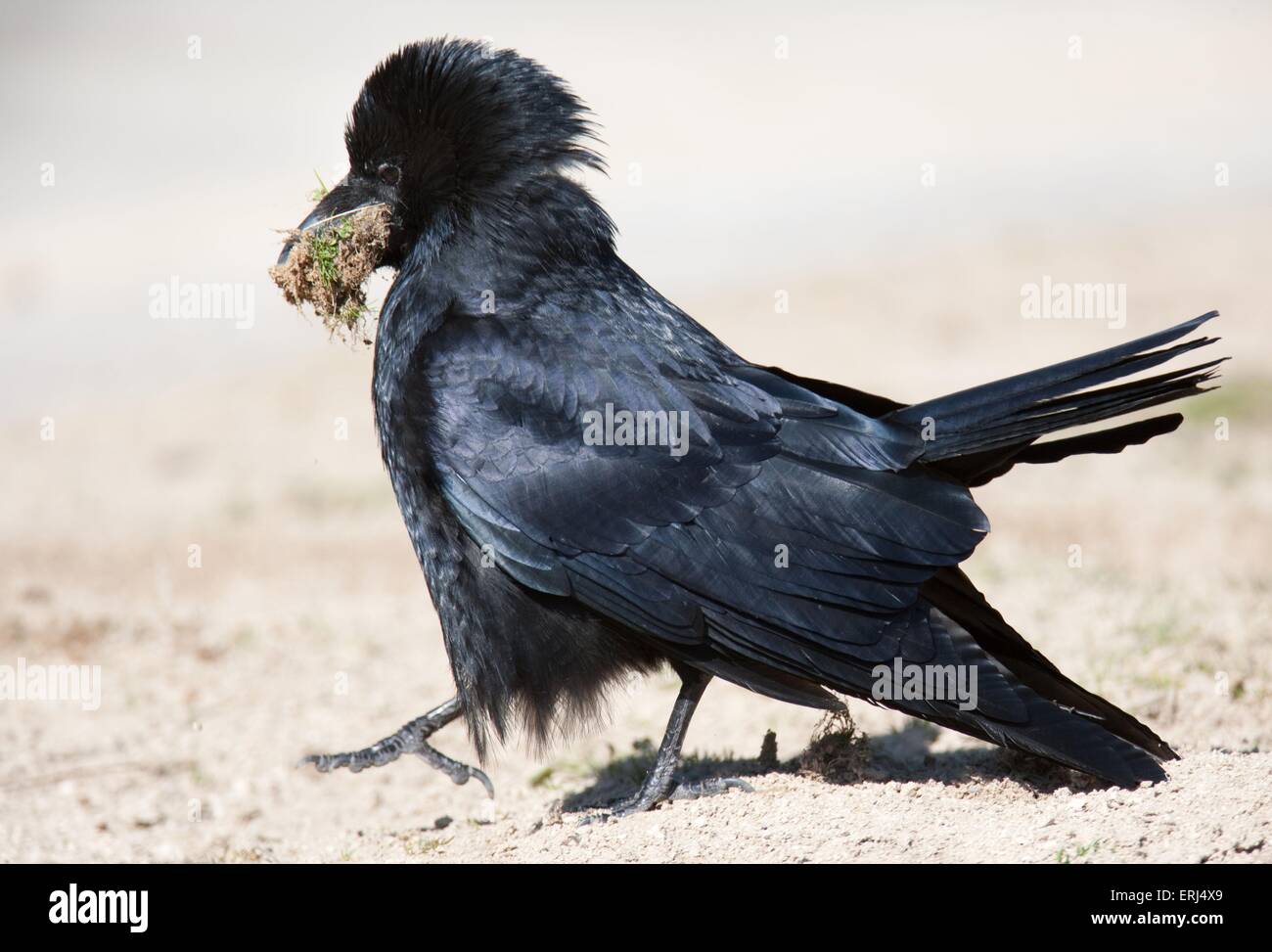 Crow Nest Bird Corvidae Stockfotos und -bilder Kaufen - Alamy