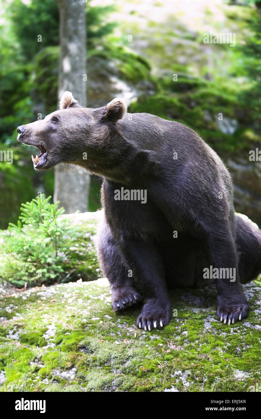 Wild bear roaring -Fotos und -Bildmaterial in hoher Auflösung – Alamy