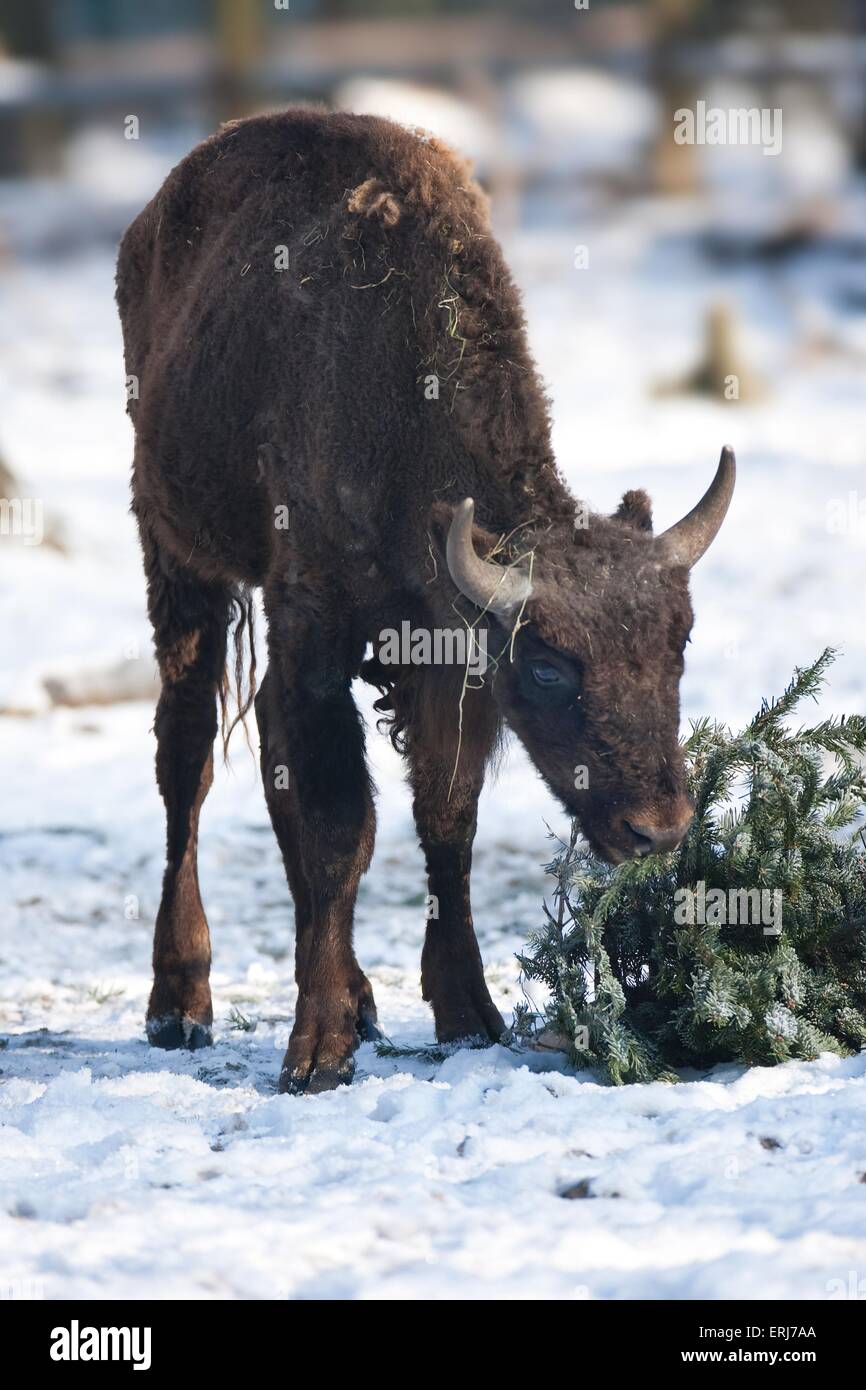 Bison essen -Fotos und -Bildmaterial in hoher Auflösung – Alamy