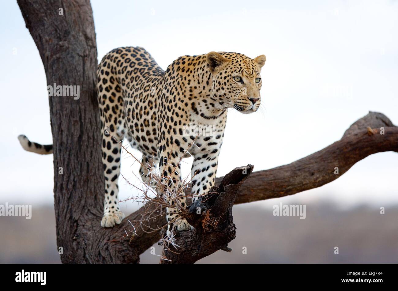 Leopard climbing -Fotos und -Bildmaterial in hoher Auflösung – Alamy