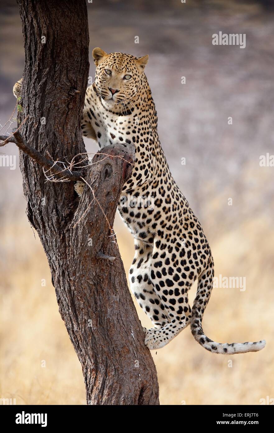 Leopard climbing -Fotos und -Bildmaterial in hoher Auflösung – Alamy
