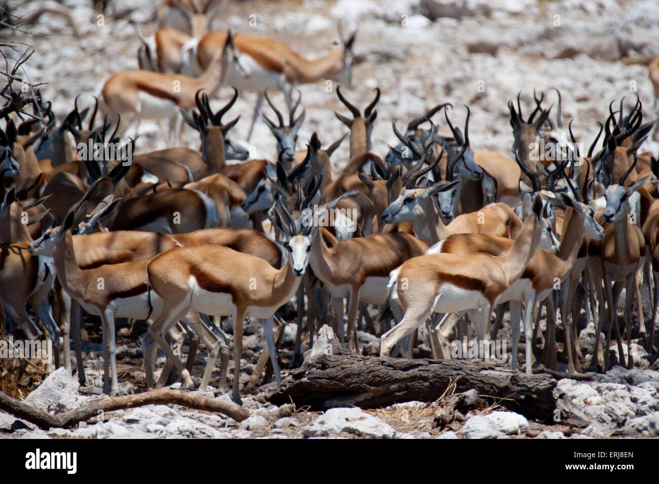 Springböcke -Fotos und -Bildmaterial in hoher Auflösung – Alamy