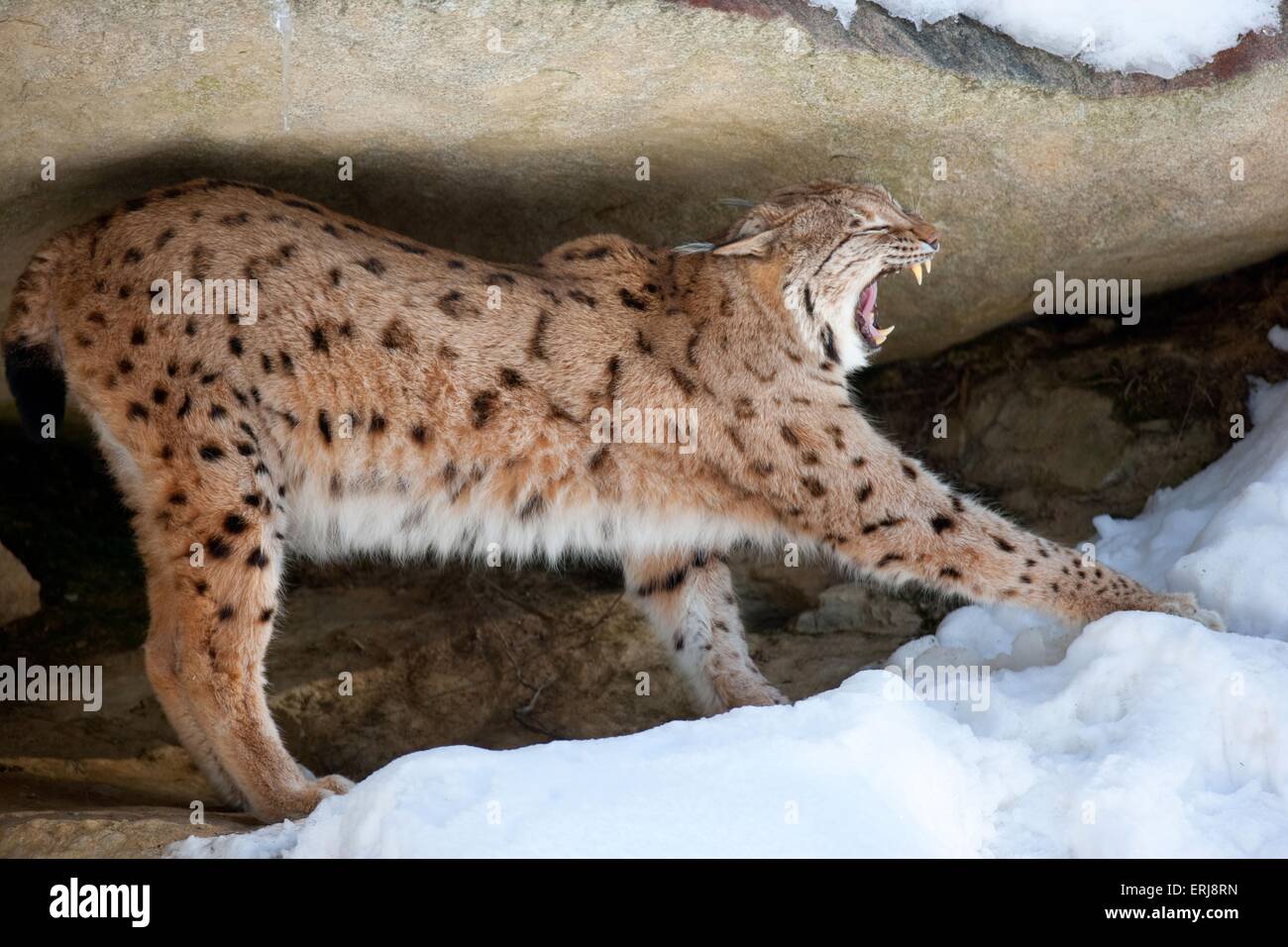 Eurasian lynx lynx lynx yawning -Fotos und -Bildmaterial in hoher ...