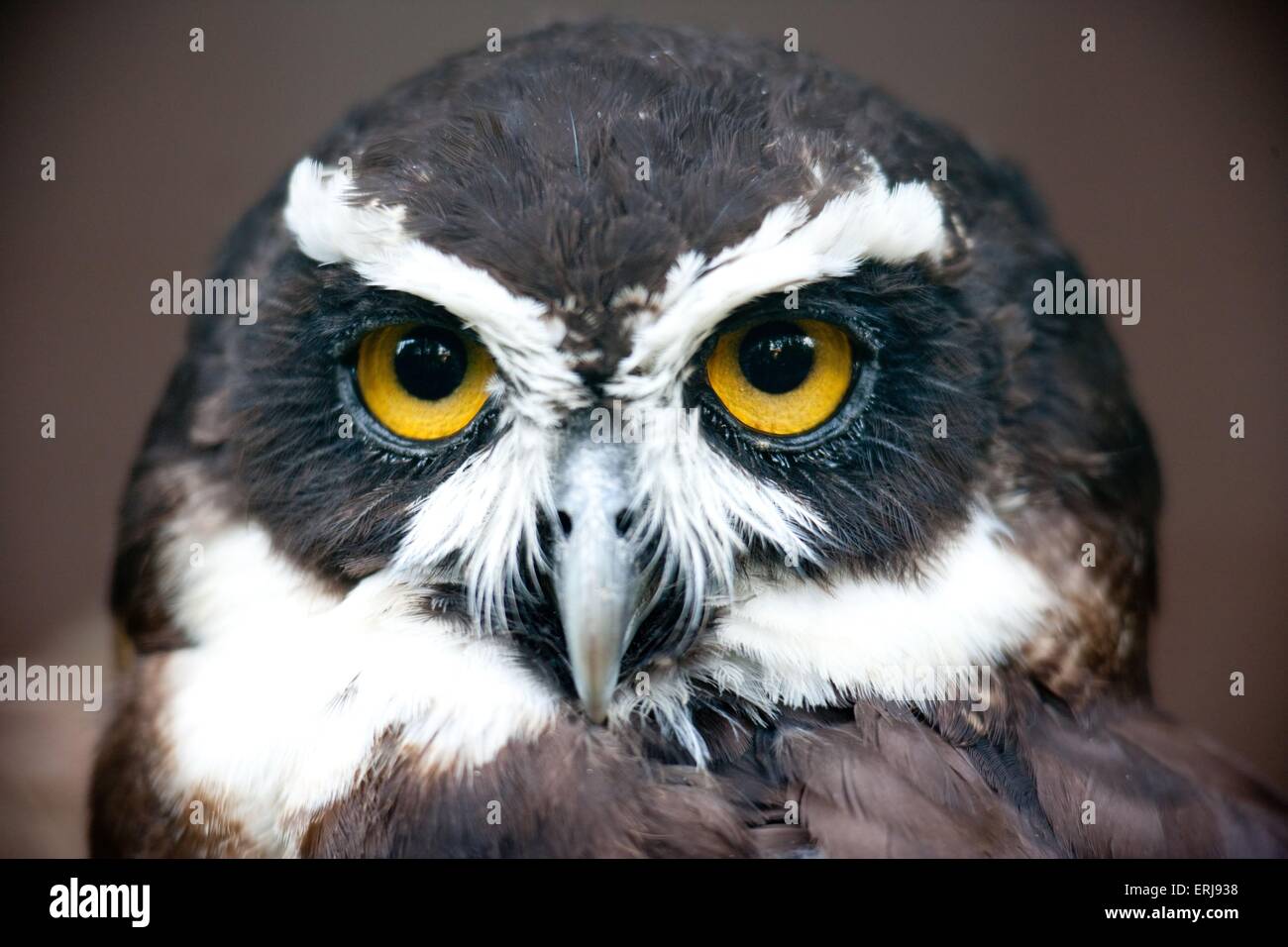Brillen eule -Fotos und -Bildmaterial in hoher Auflösung – Alamy