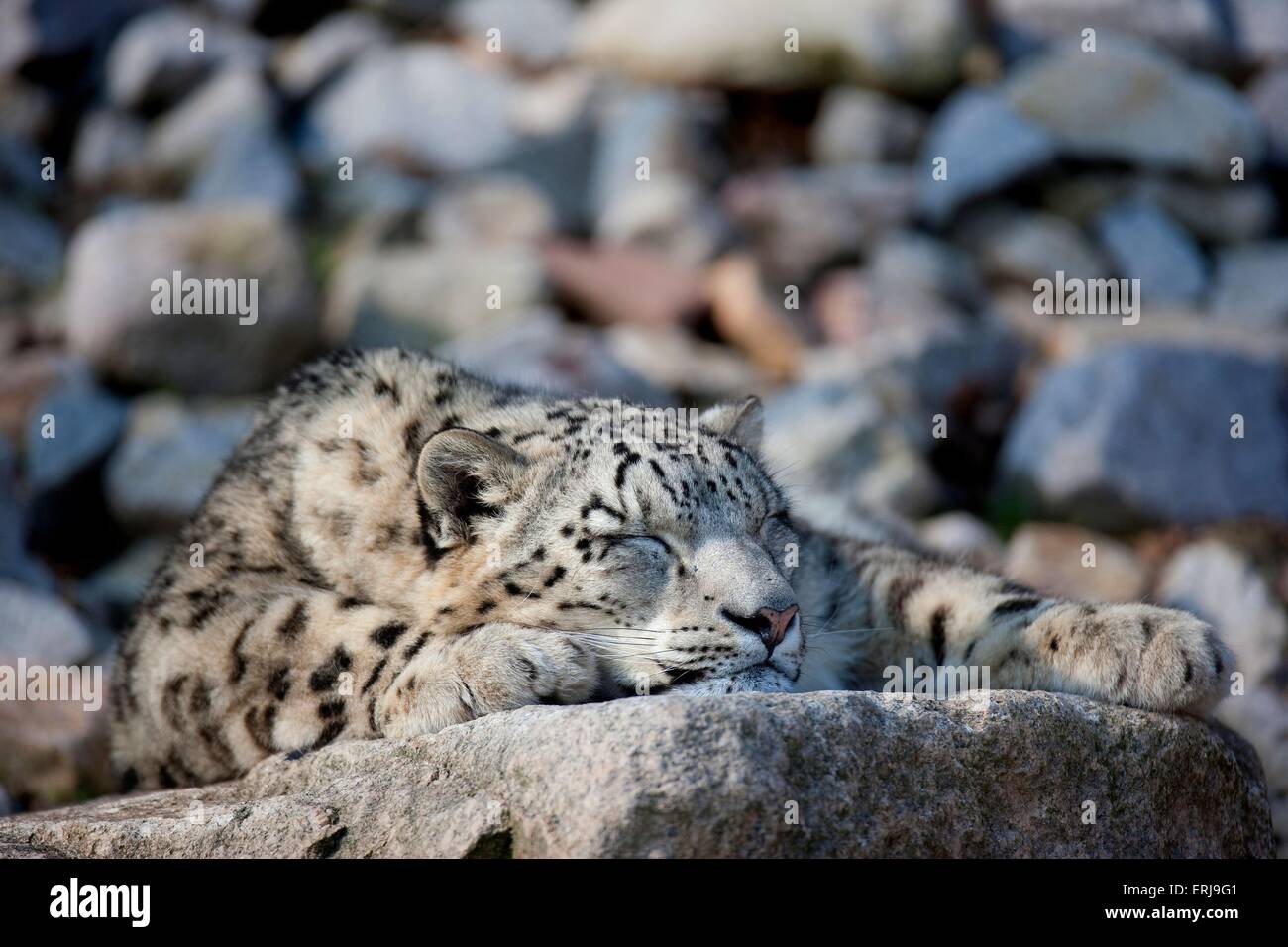 Snow leopard sleeping -Fotos und -Bildmaterial in hoher Auflösung – Alamy