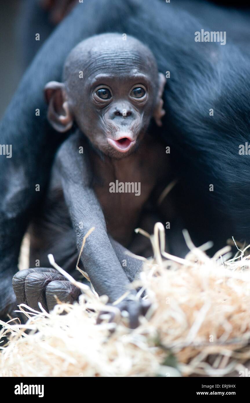 Bonobo pan paniscus young -Fotos und -Bildmaterial in hoher Auflösung ...