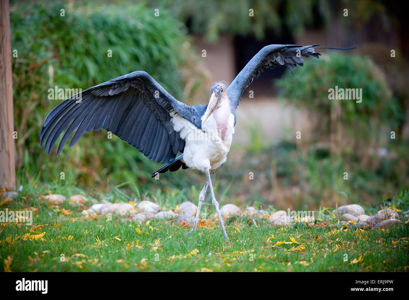 Marabus gehen -Fotos und -Bildmaterial in hoher Auflösung – Alamy