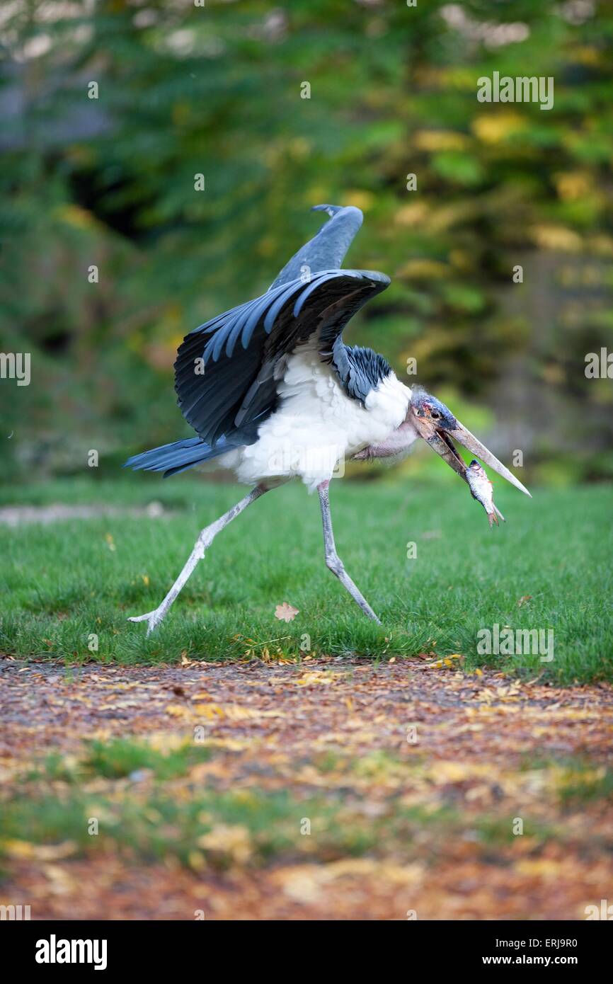 Marabus gehen -Fotos und -Bildmaterial in hoher Auflösung – Alamy