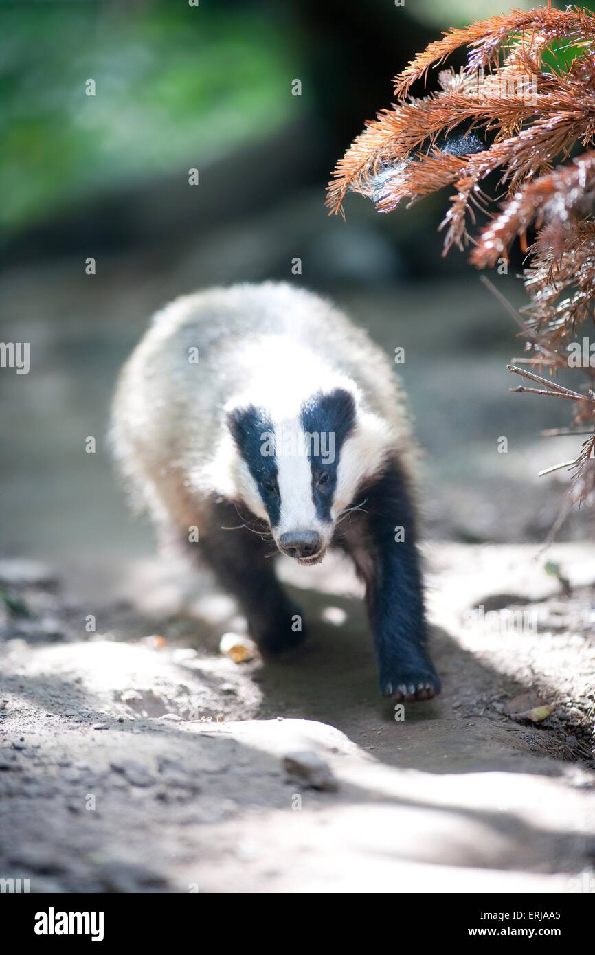 Europaeischer dachs -Fotos und -Bildmaterial in hoher Auflösung - Seite ...
