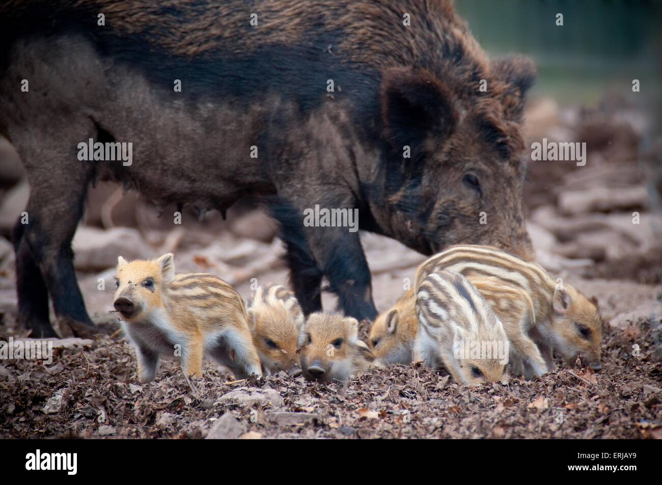 Wildly boars -Fotos und -Bildmaterial in hoher Auflösung – Alamy