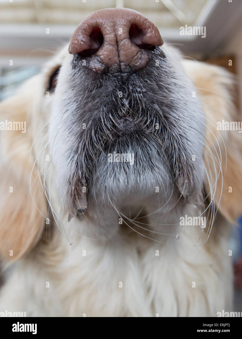 Nasse Nase Hund Stockfotos und -bilder Kaufen - Alamy