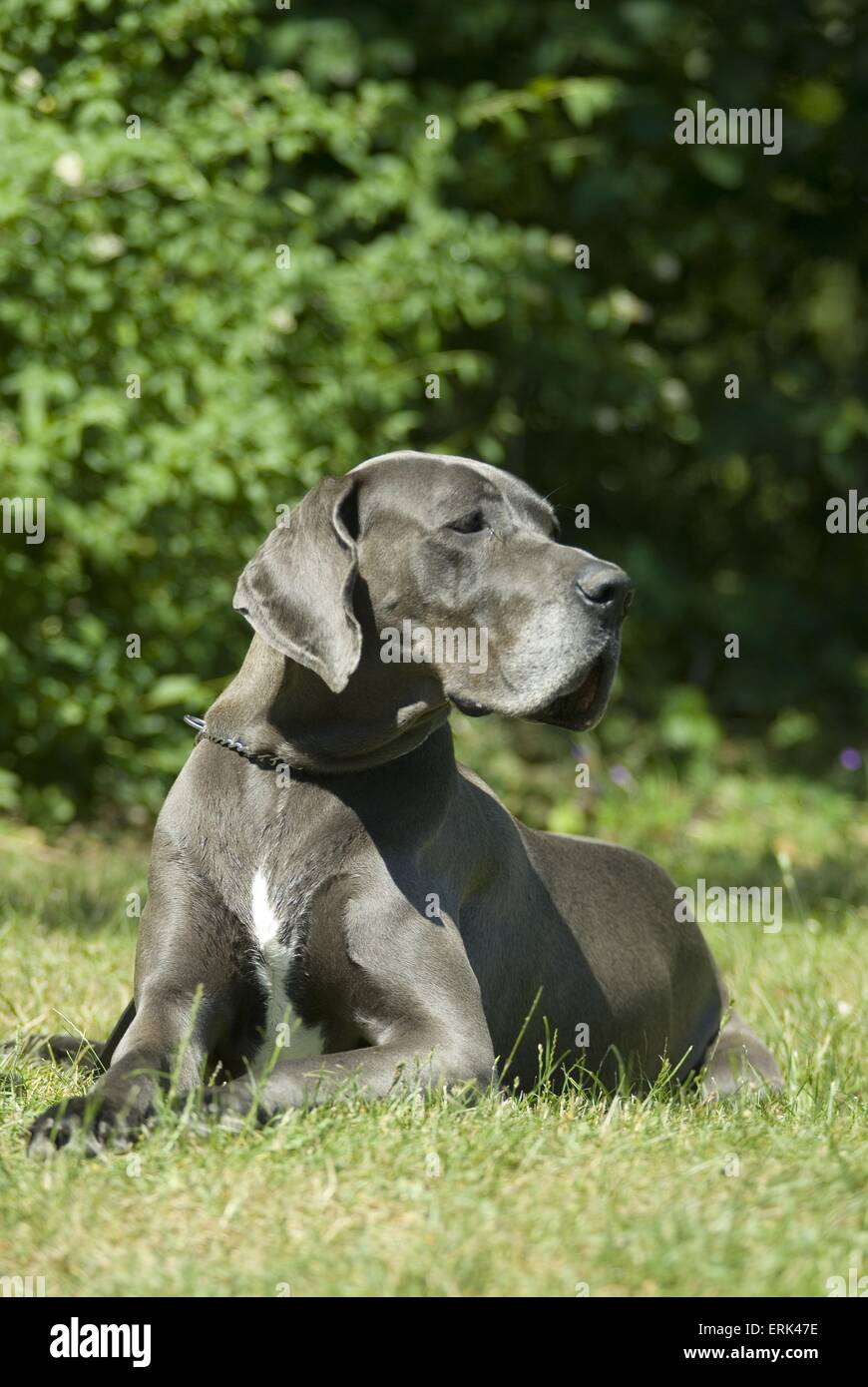 Deutsche dogge blau -Fotos und -Bildmaterial in hoher Auflösung – Alamy