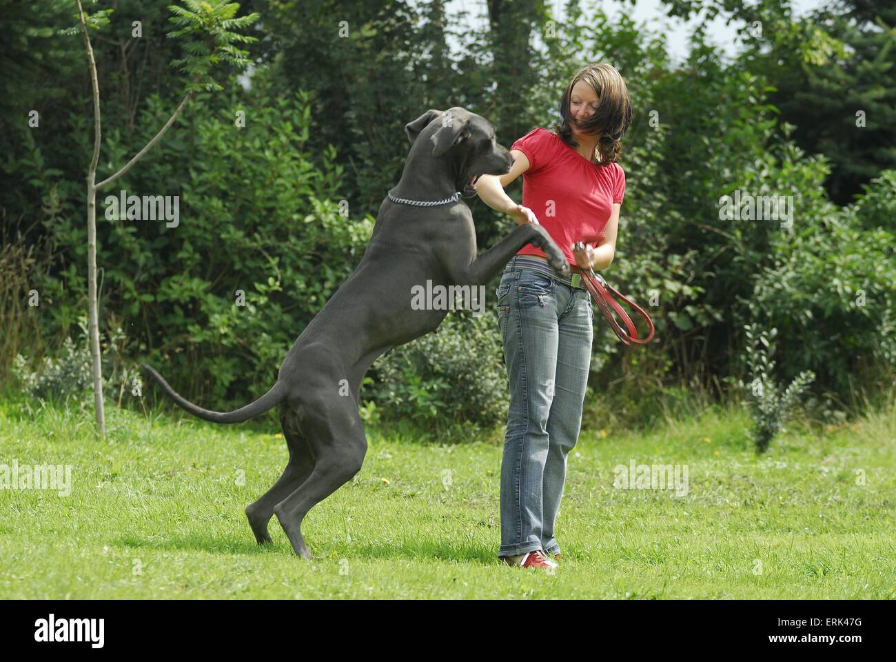 Great dane dog jumping -Fotos und -Bildmaterial in hoher Auflösung – Alamy