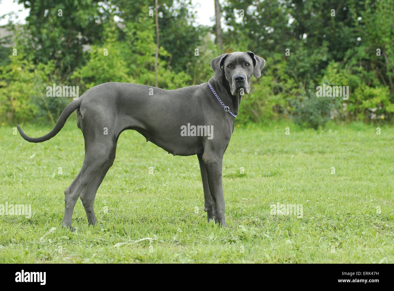 Great dane -Fotos und -Bildmaterial in hoher Auflösung – Alamy