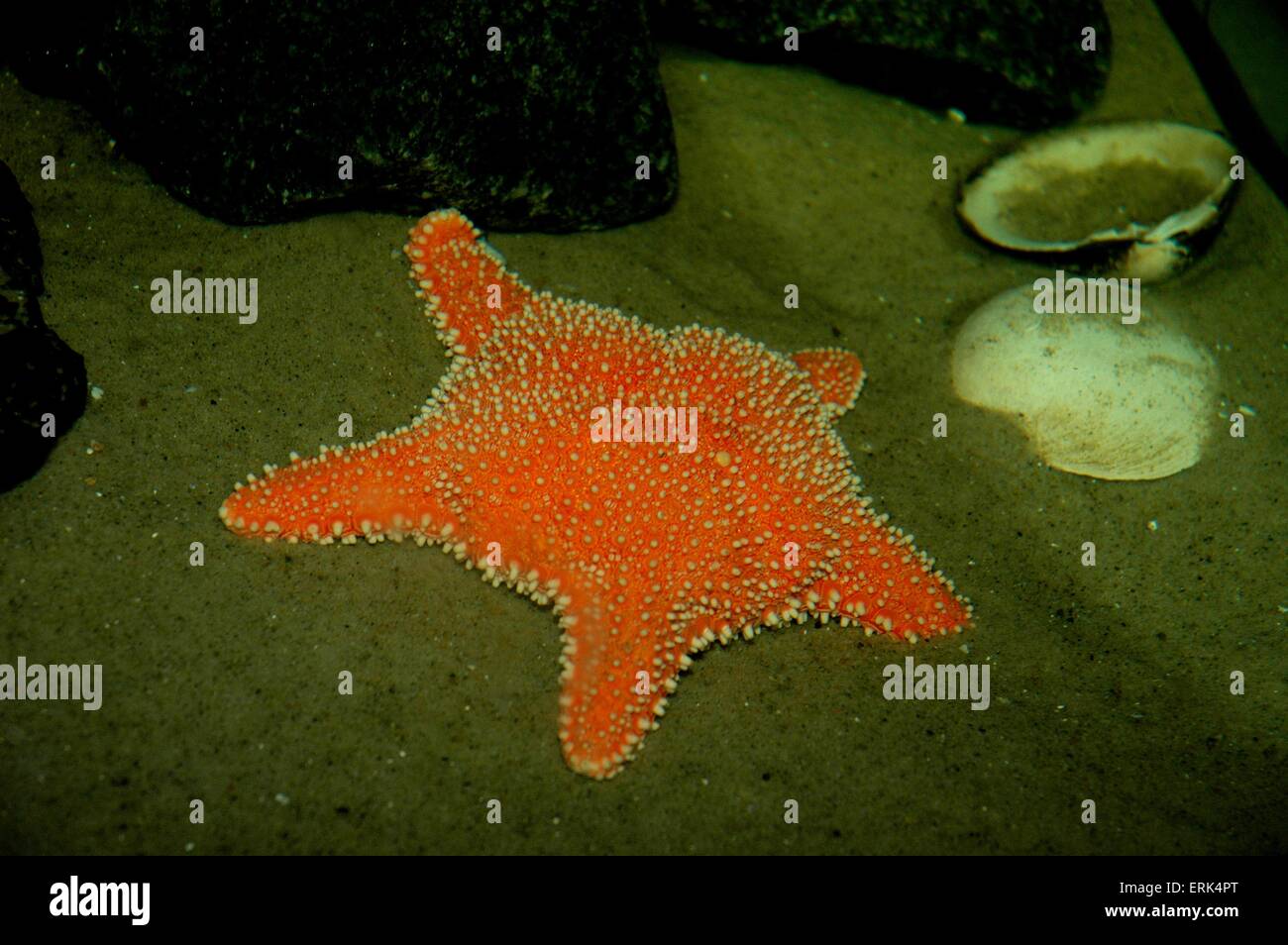 Seestern und horizontal und unter wasser -Fotos und -Bildmaterial in ...