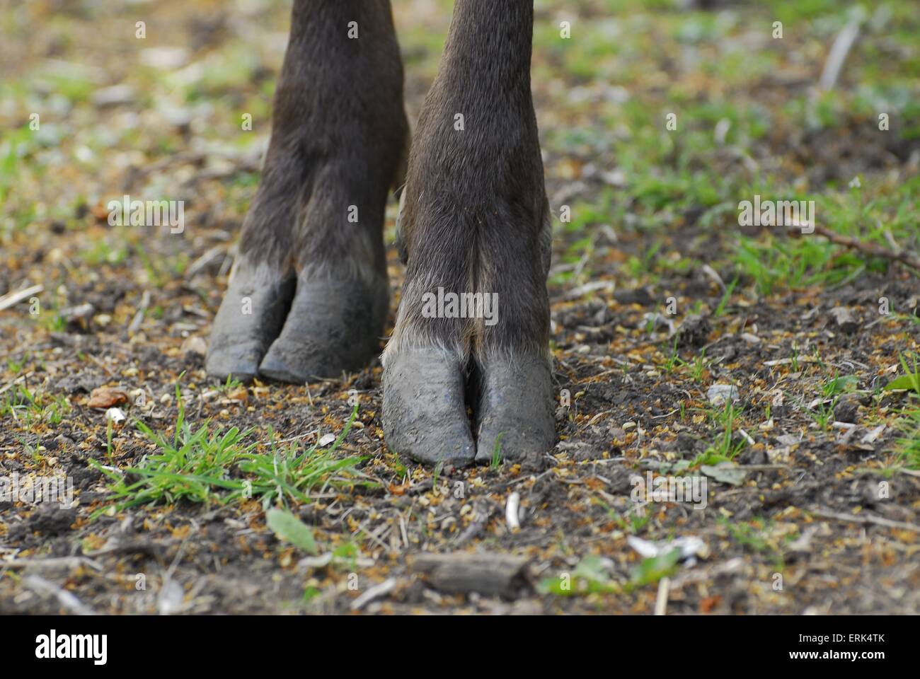 Klaue tiere -Fotos und -Bildmaterial in hoher Auflösung – Alamy