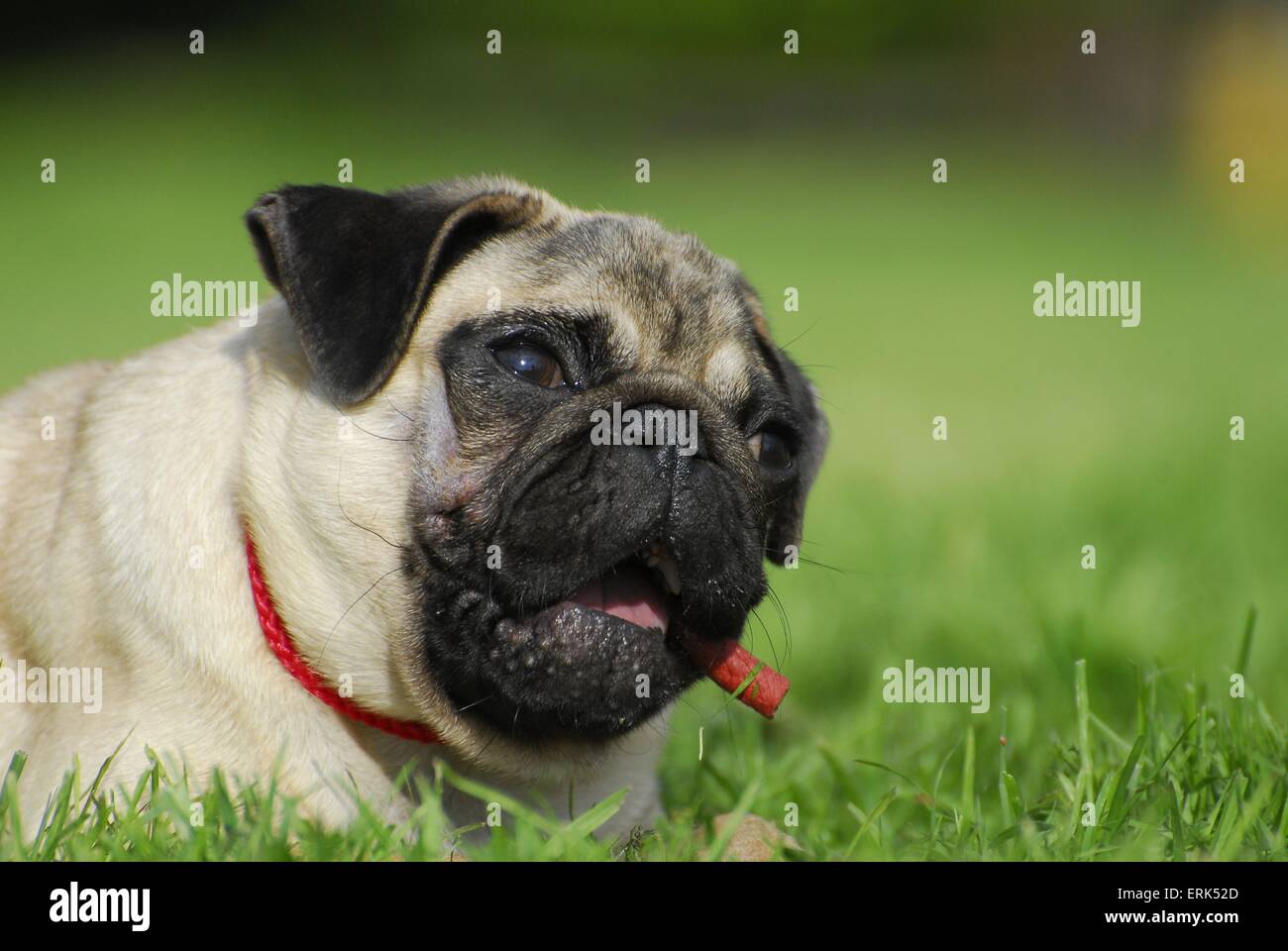Hunde Essen Stockfotos und -bilder Kaufen - Alamy