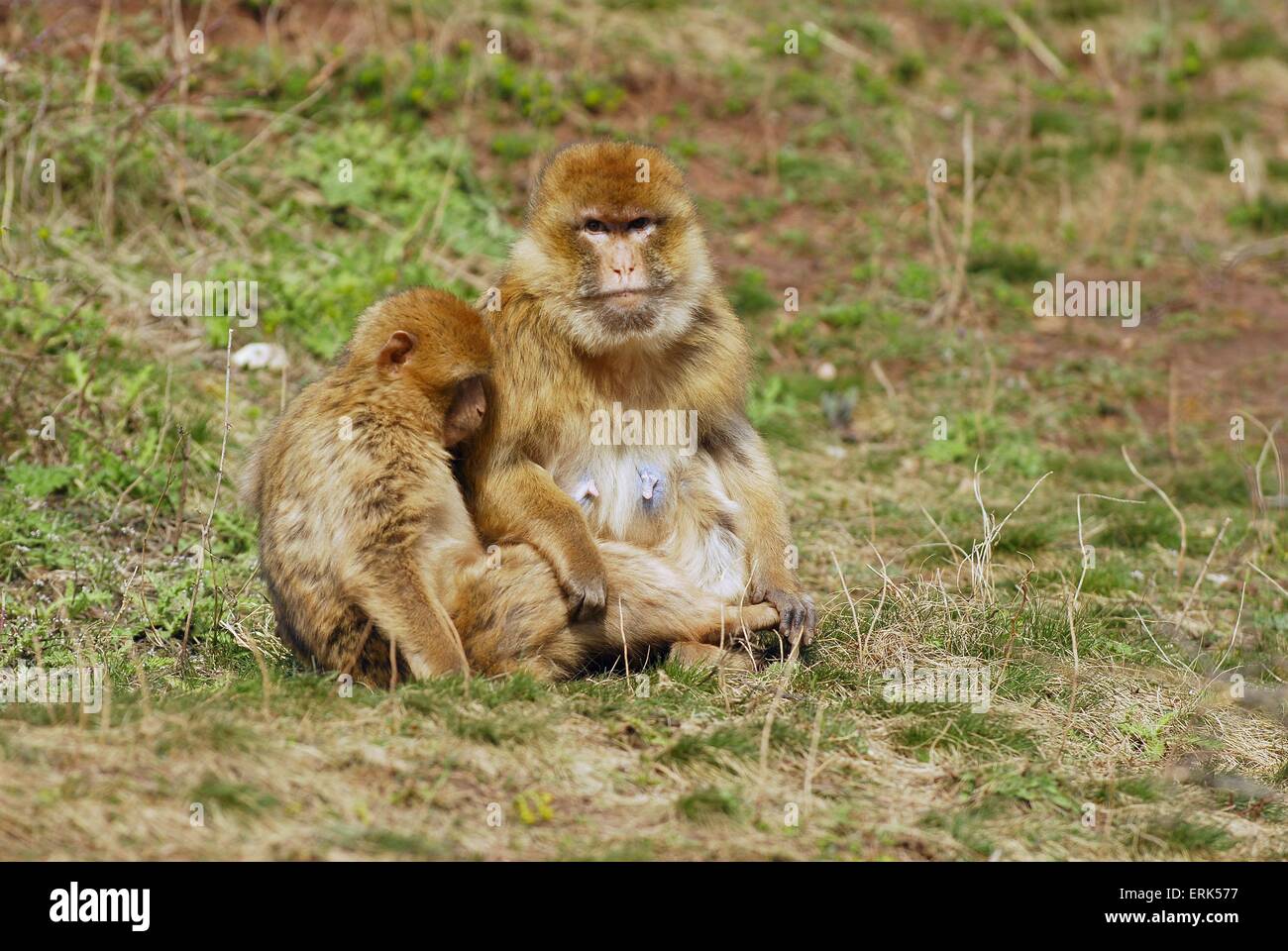 Mehrere affen -Fotos und -Bildmaterial in hoher Auflösung – Alamy