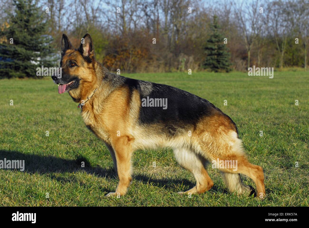 Deutscher schäfer -Fotos und -Bildmaterial in hoher Auflösung – Alamy