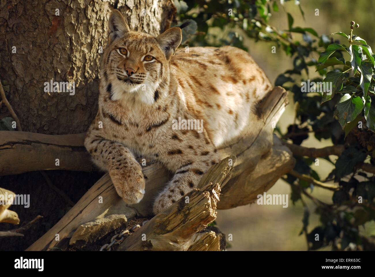 Luchs Mit Beute Stockfotos und -bilder Kaufen - Alamy