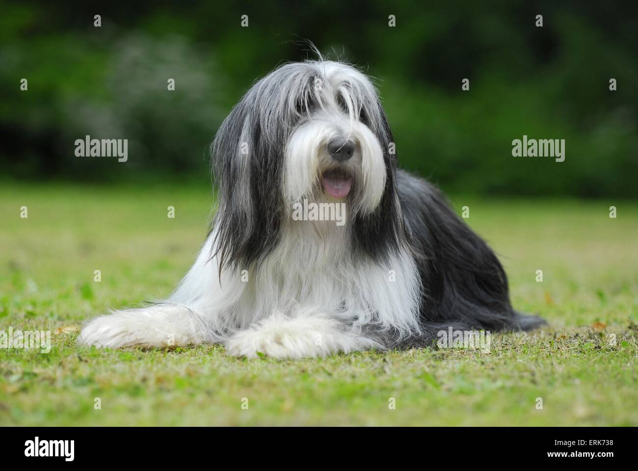 Bobtail and bearded collie -Fotos und -Bildmaterial in hoher Auflösung ...