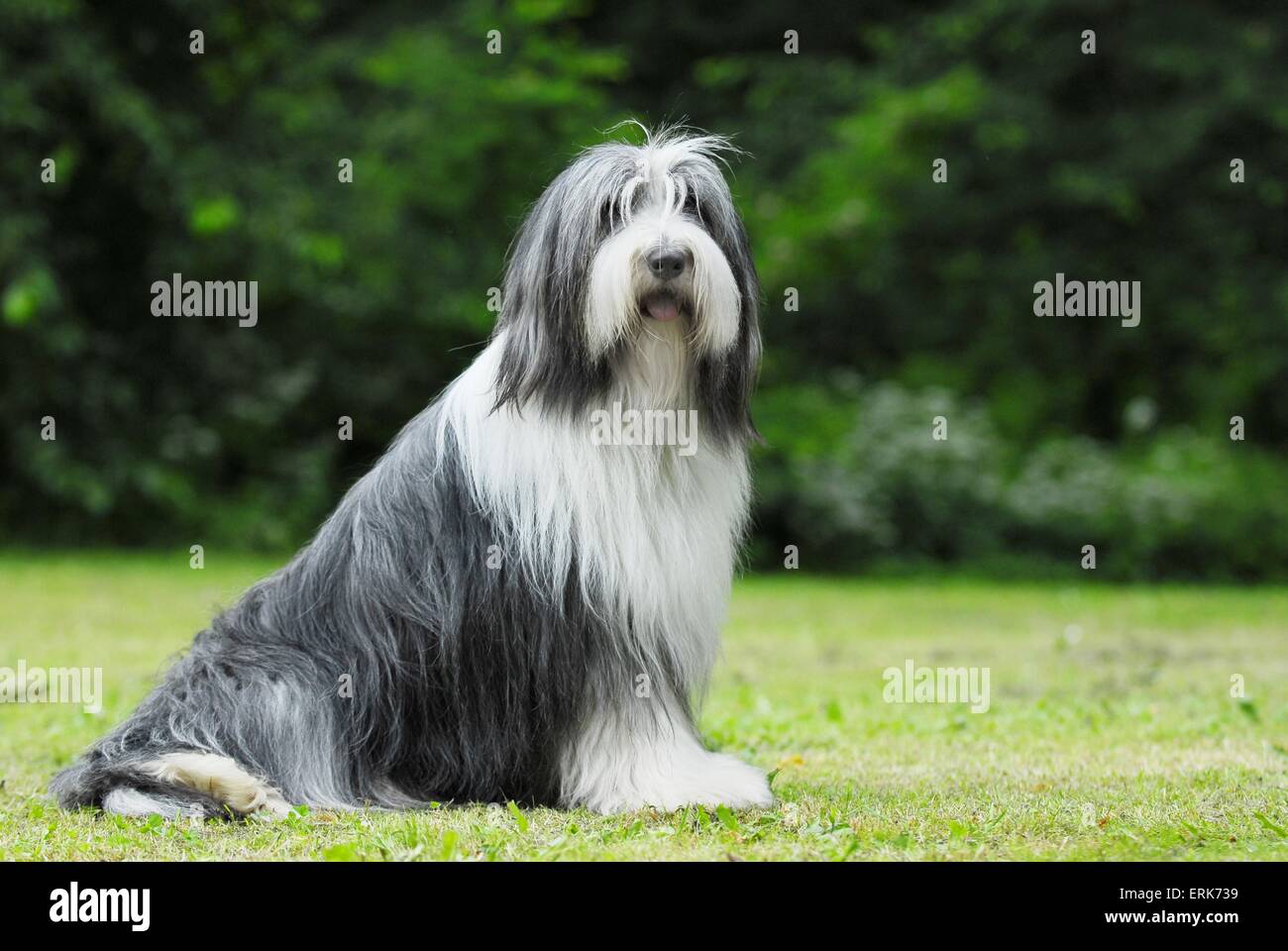 Bobtail bearded collie -Fotos und -Bildmaterial in hoher Auflösung – Alamy