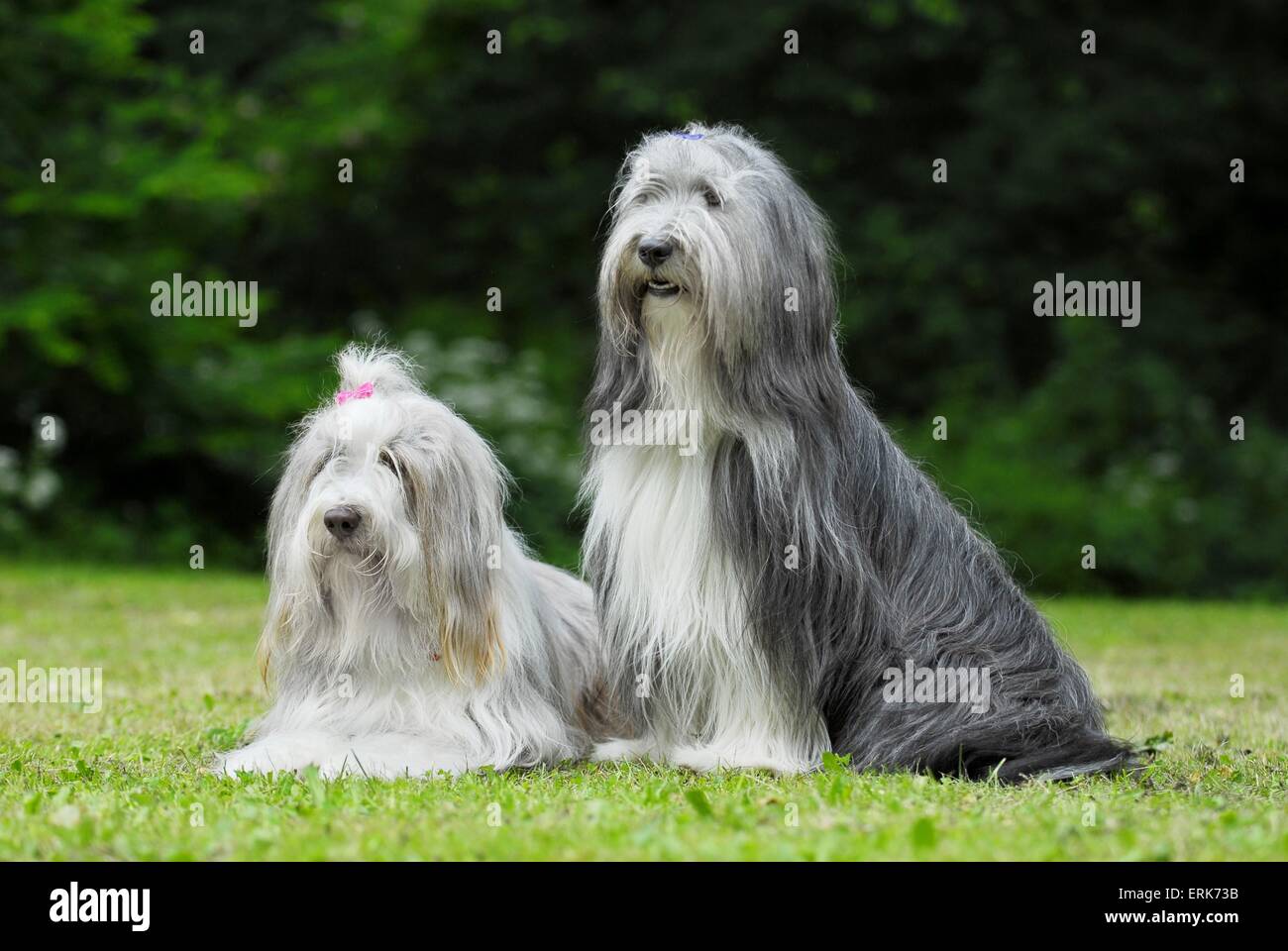 Bobtail and bearded collie -Fotos und -Bildmaterial in hoher Auflösung ...