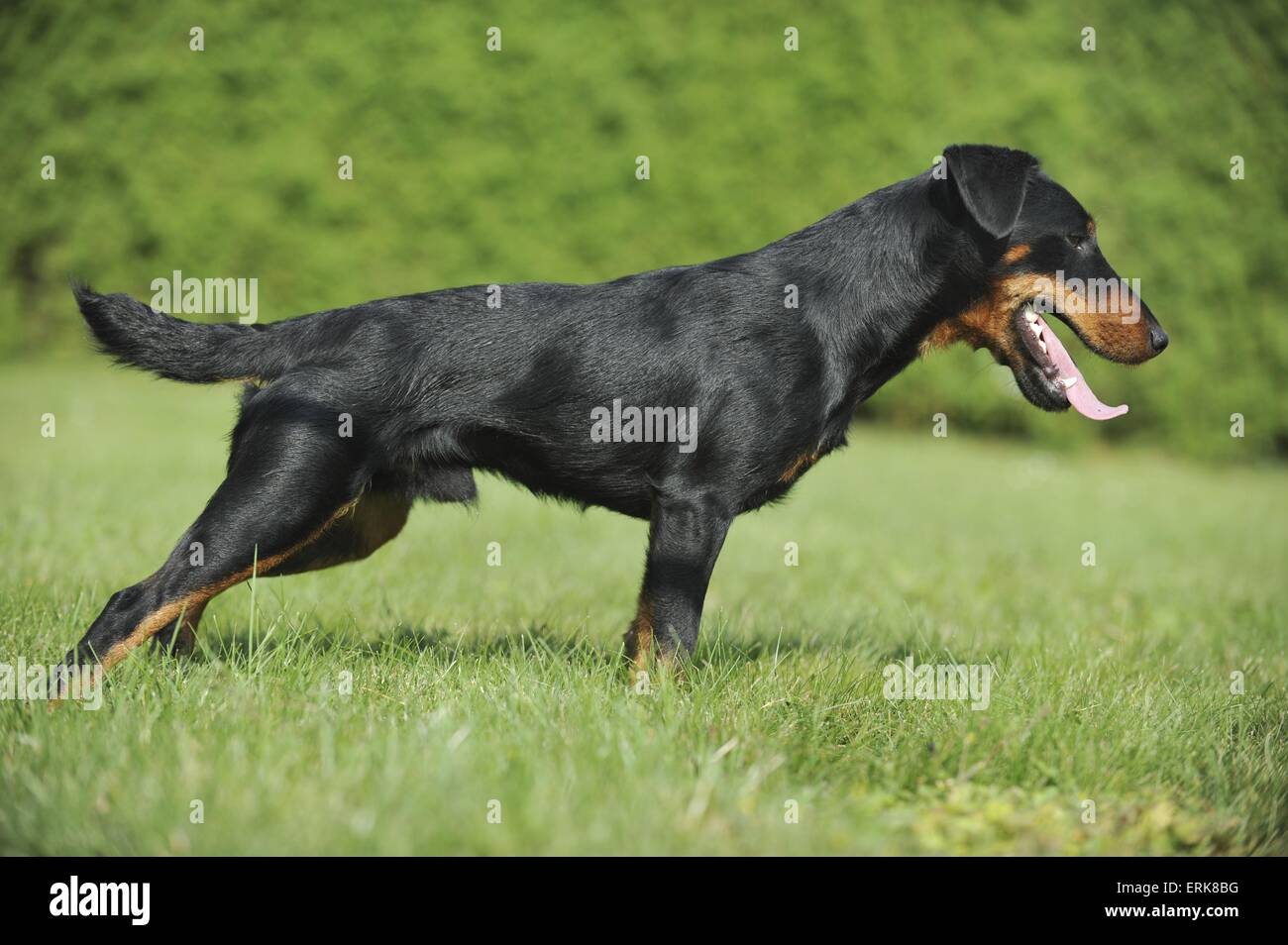 Deutscher jagdterrier -Fotos und -Bildmaterial in hoher Auflösung – Alamy