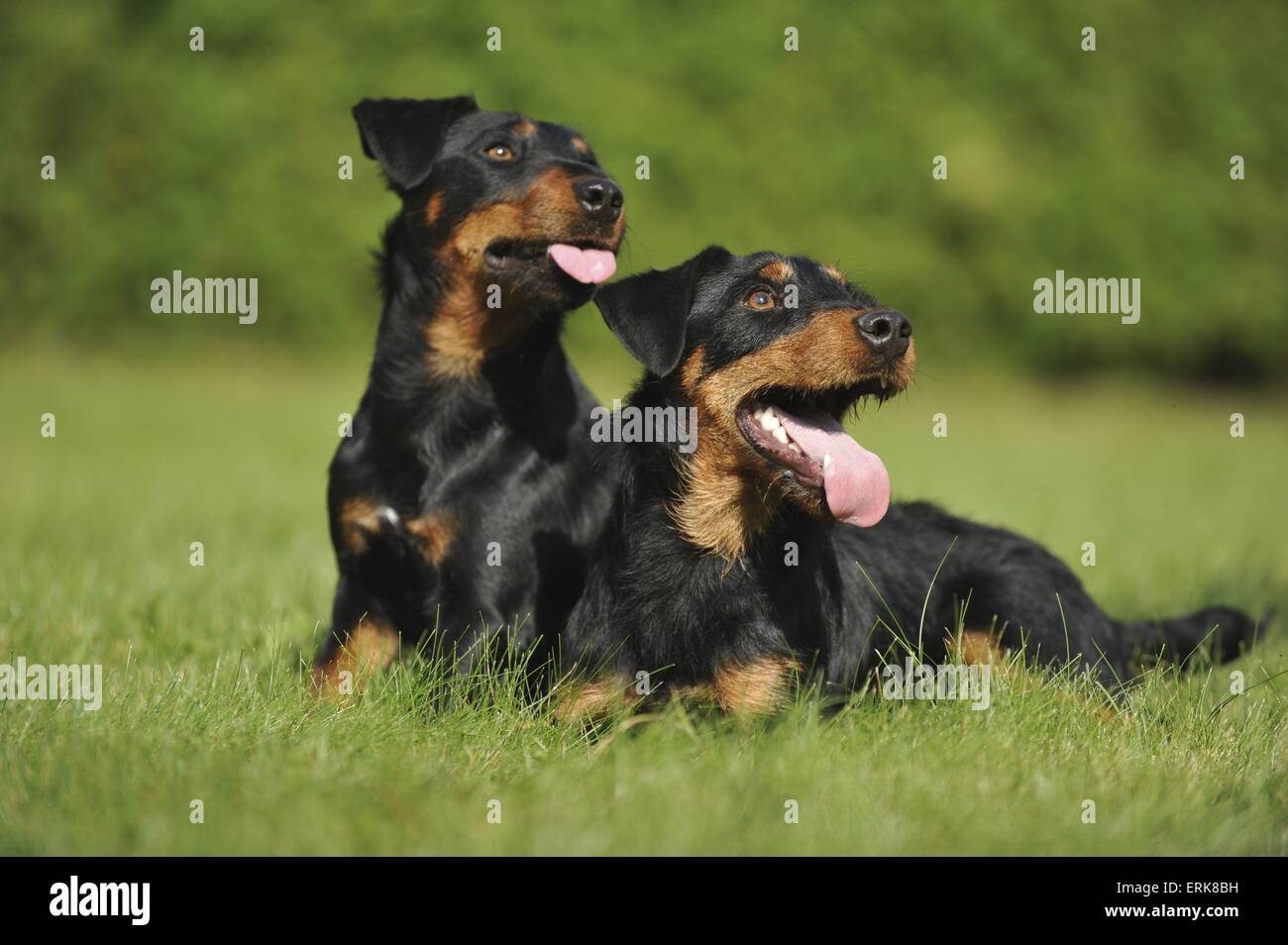 Jagd terrier -Fotos und -Bildmaterial in hoher Auflösung – Alamy