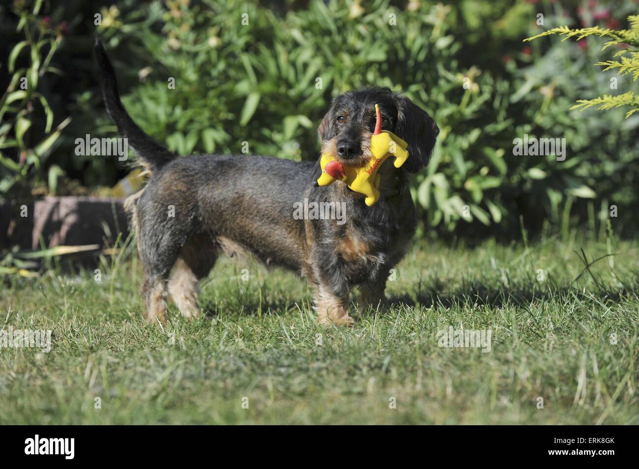 Drahthaar dackel -Fotos und -Bildmaterial in hoher Auflösung – Alamy