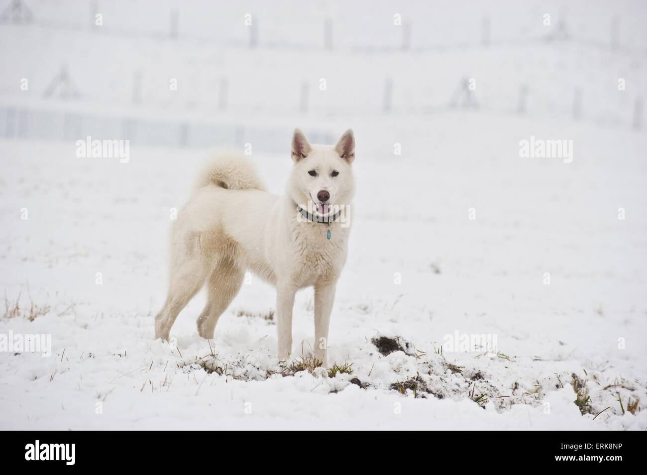 Laika der hund -Fotos und -Bildmaterial in hoher Auflösung – Alamy