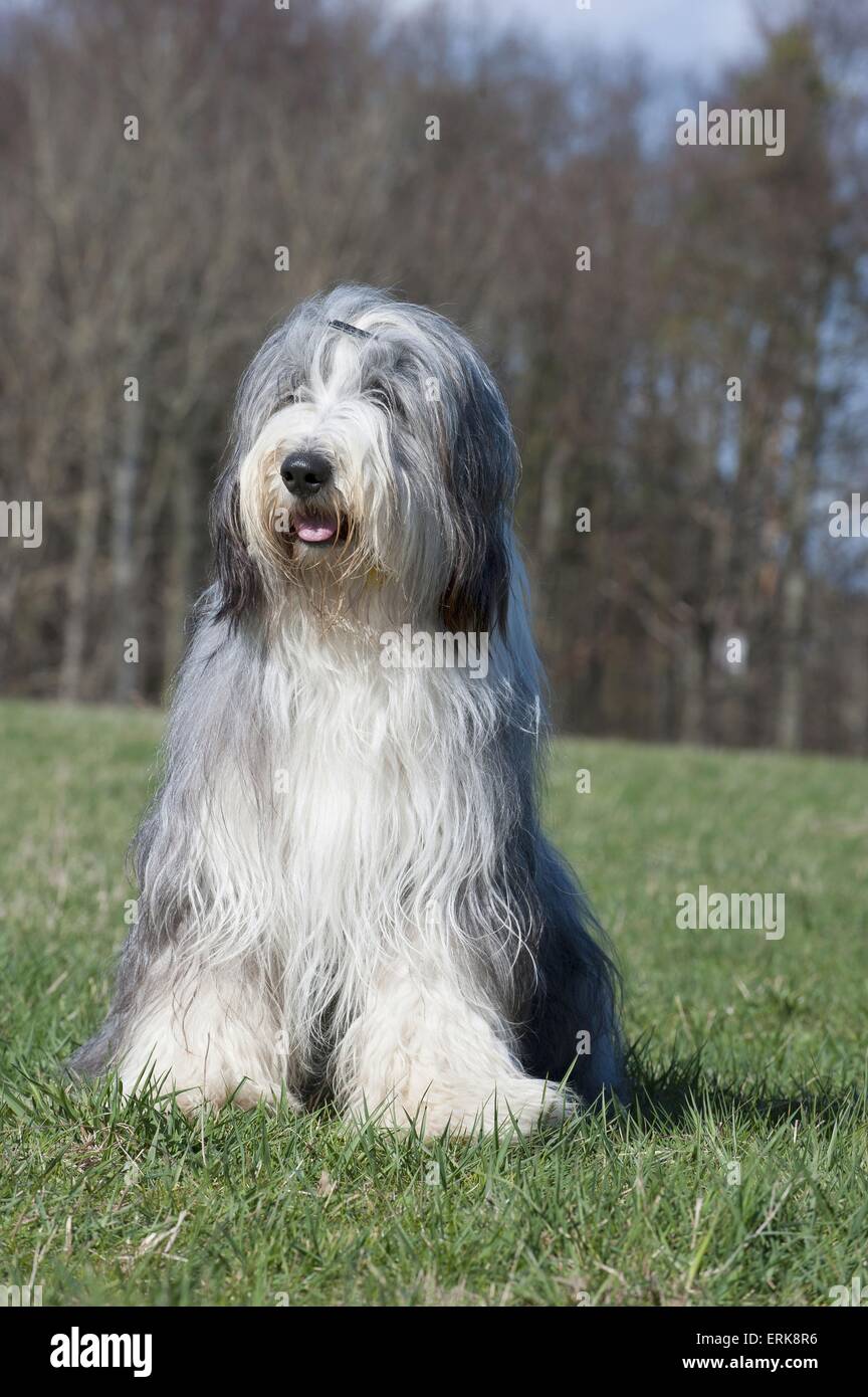 Bobtail and bearded collie -Fotos und -Bildmaterial in hoher Auflösung ...