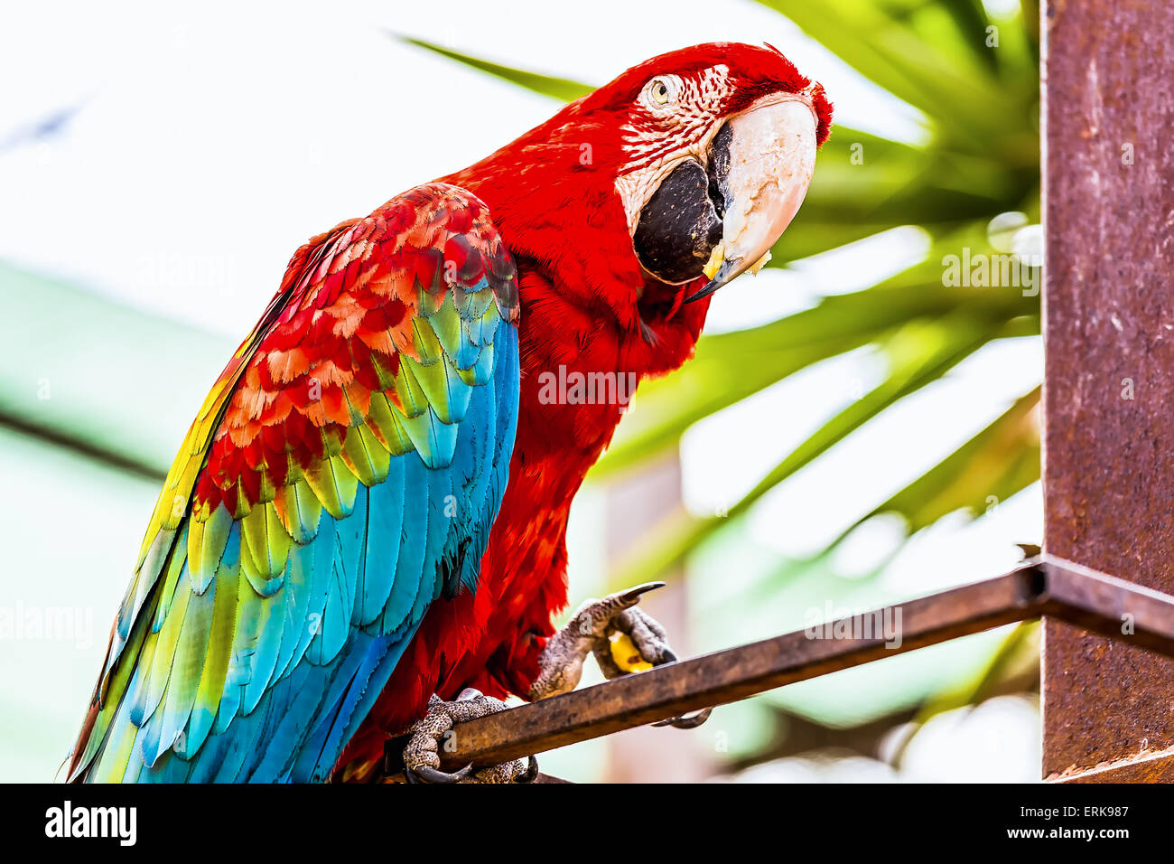Roter Ara Papagei Stockfotos und -bilder Kaufen - Alamy