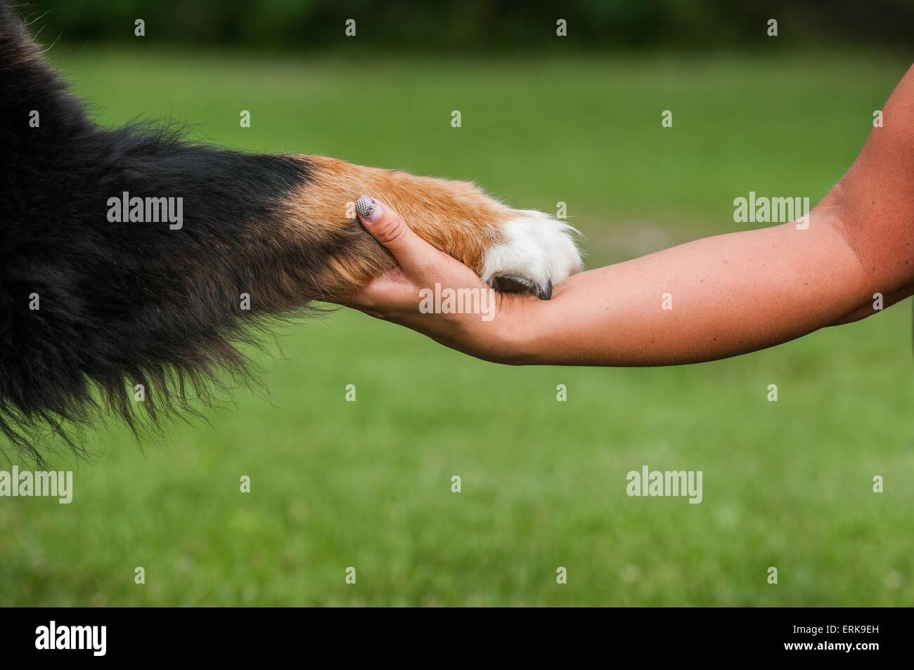 Hund Gibt Pfote Stockfotos und -bilder Kaufen - Alamy