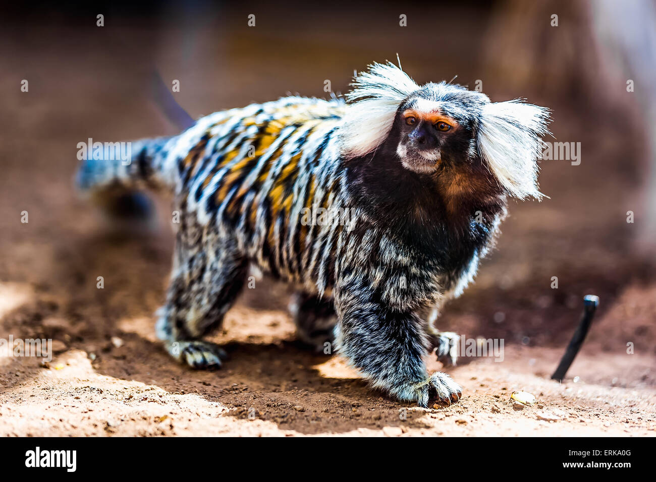 Weißer affe -Fotos und -Bildmaterial in hoher Auflösung – Alamy