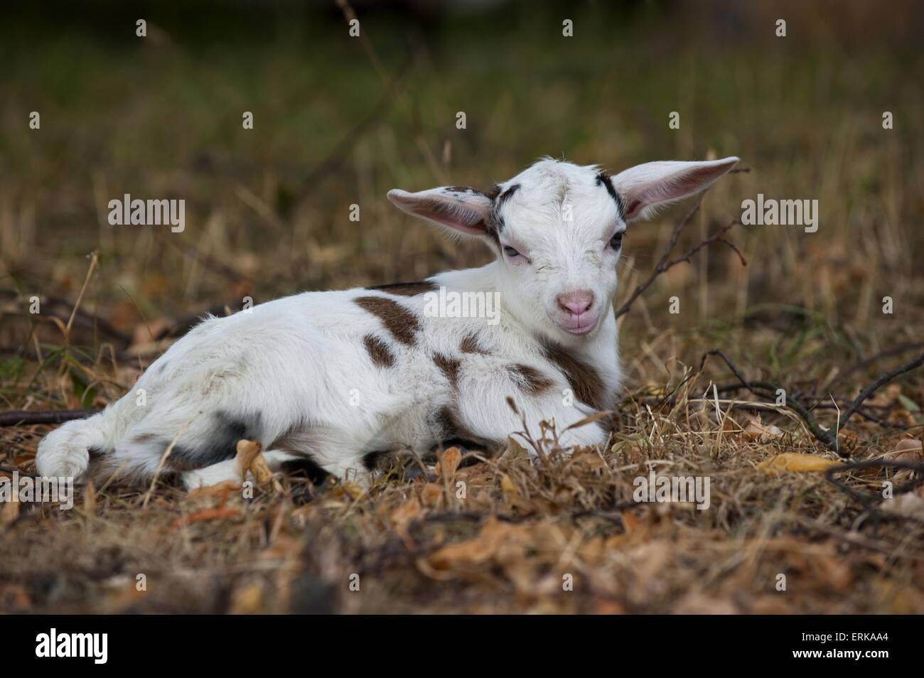 Seitenansicht Einer Ziege Stockfotos und -bilder Kaufen - Alamy