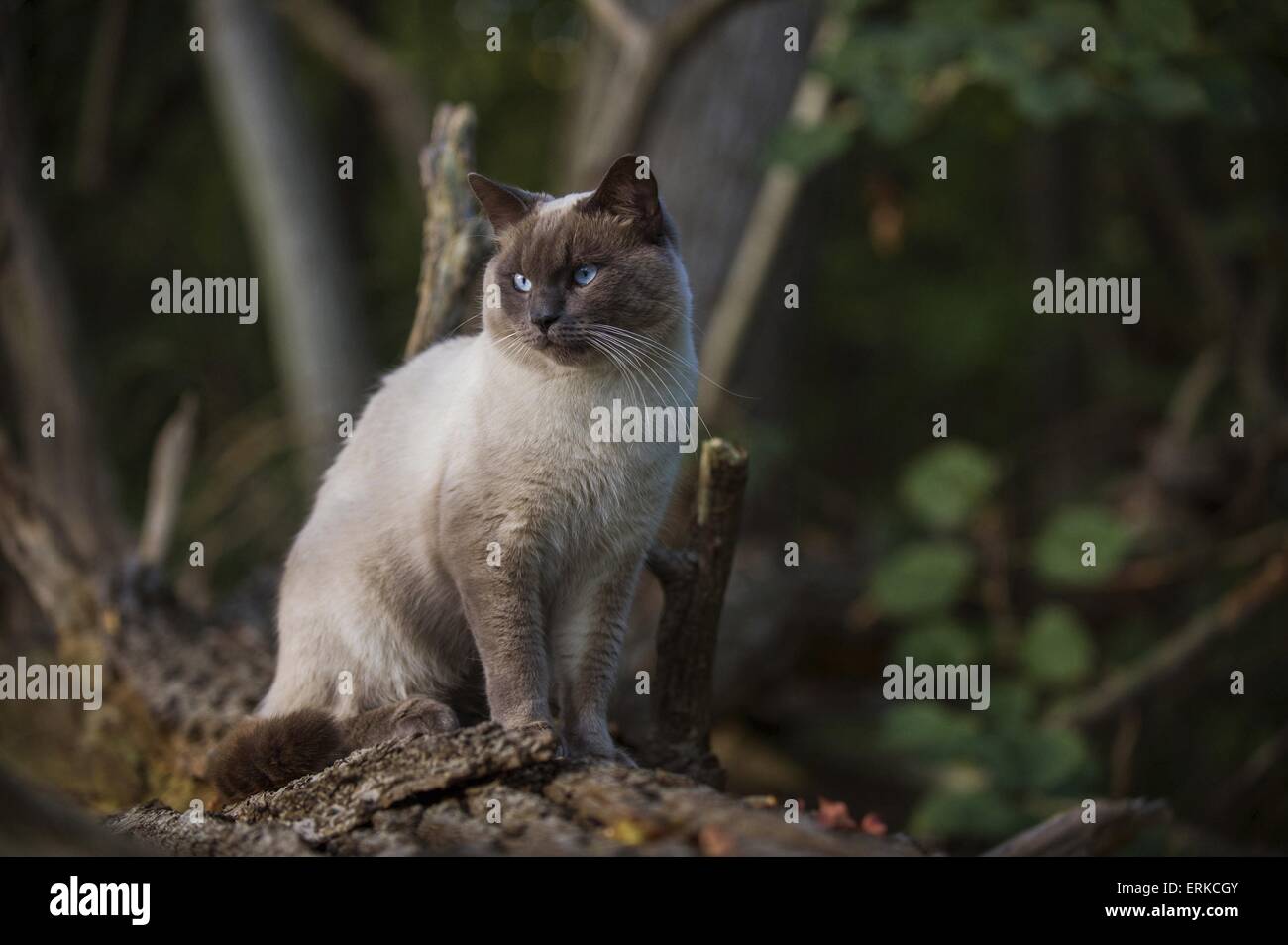 Sitzende katze -Fotos und -Bildmaterial in hoher Auflösung – Alamy