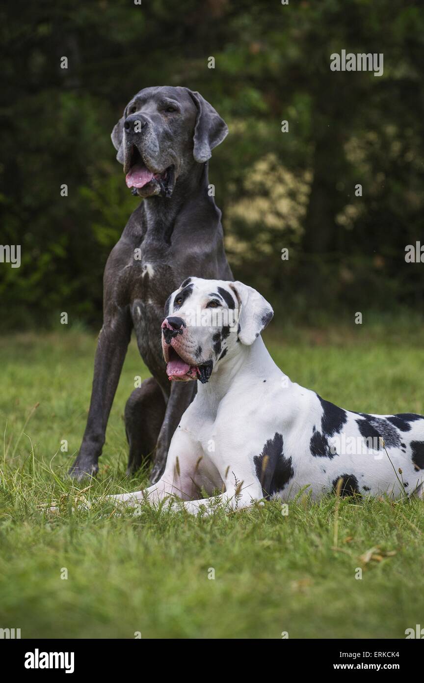 Deutsche doggen -Fotos und -Bildmaterial in hoher Auflösung – Alamy