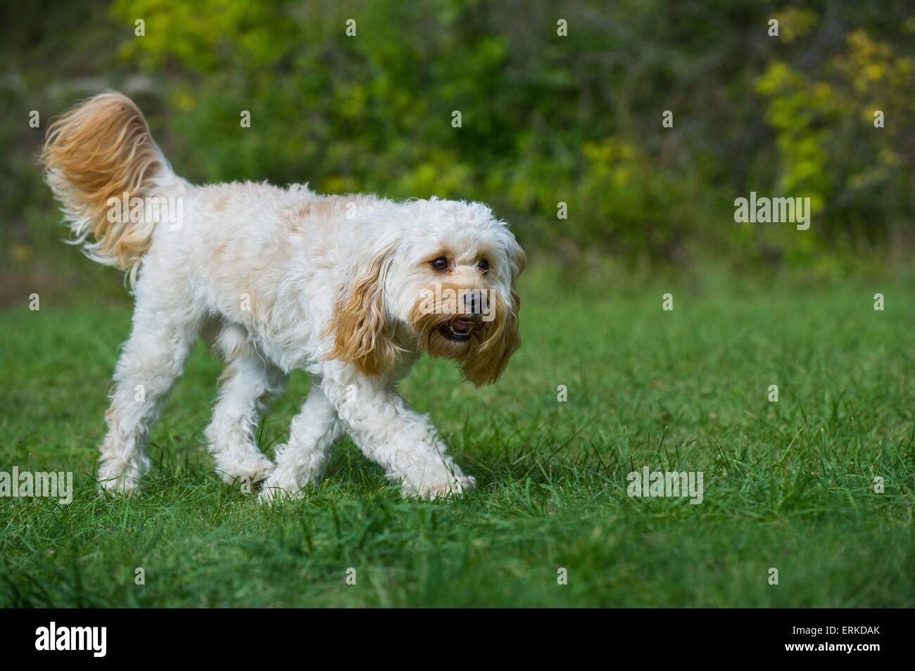 Cavapoo erwachsen -Fotos und -Bildmaterial in hoher Auflösung – Alamy