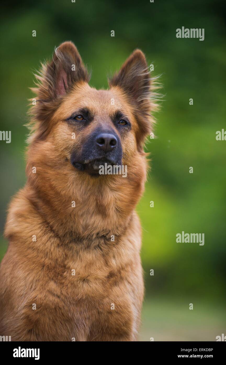 Der Domestizierte Fuchs Stockfotos und -bilder Kaufen - Alamy