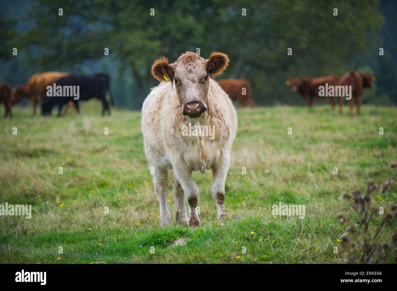Rinder herden -Fotos und -Bildmaterial in hoher Auflösung – Alamy
