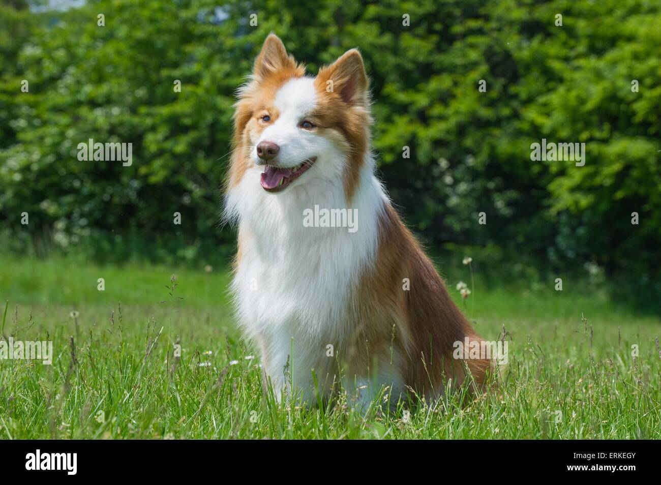 Isländischer schäferhund sitzend -Fotos und -Bildmaterial in hoher ...