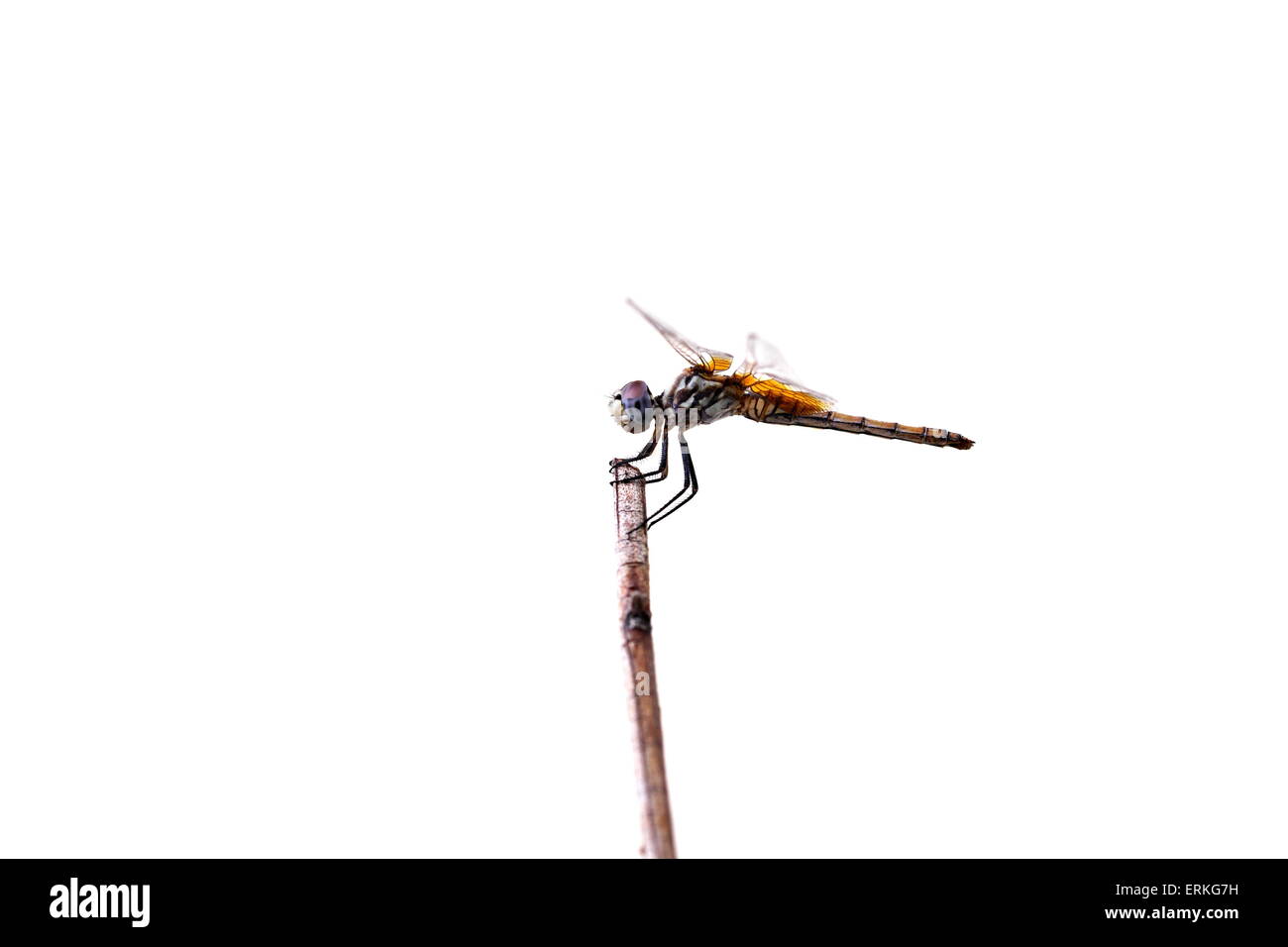 Insect macro -Fotos und -Bildmaterial in hoher Auflösung – Alamy