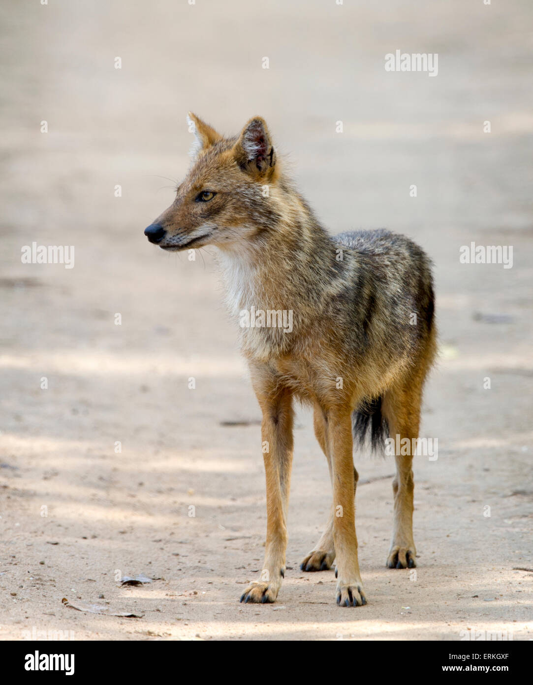 Asian Jackal Stockfotos & Asian Jackal Bilder - Alamy