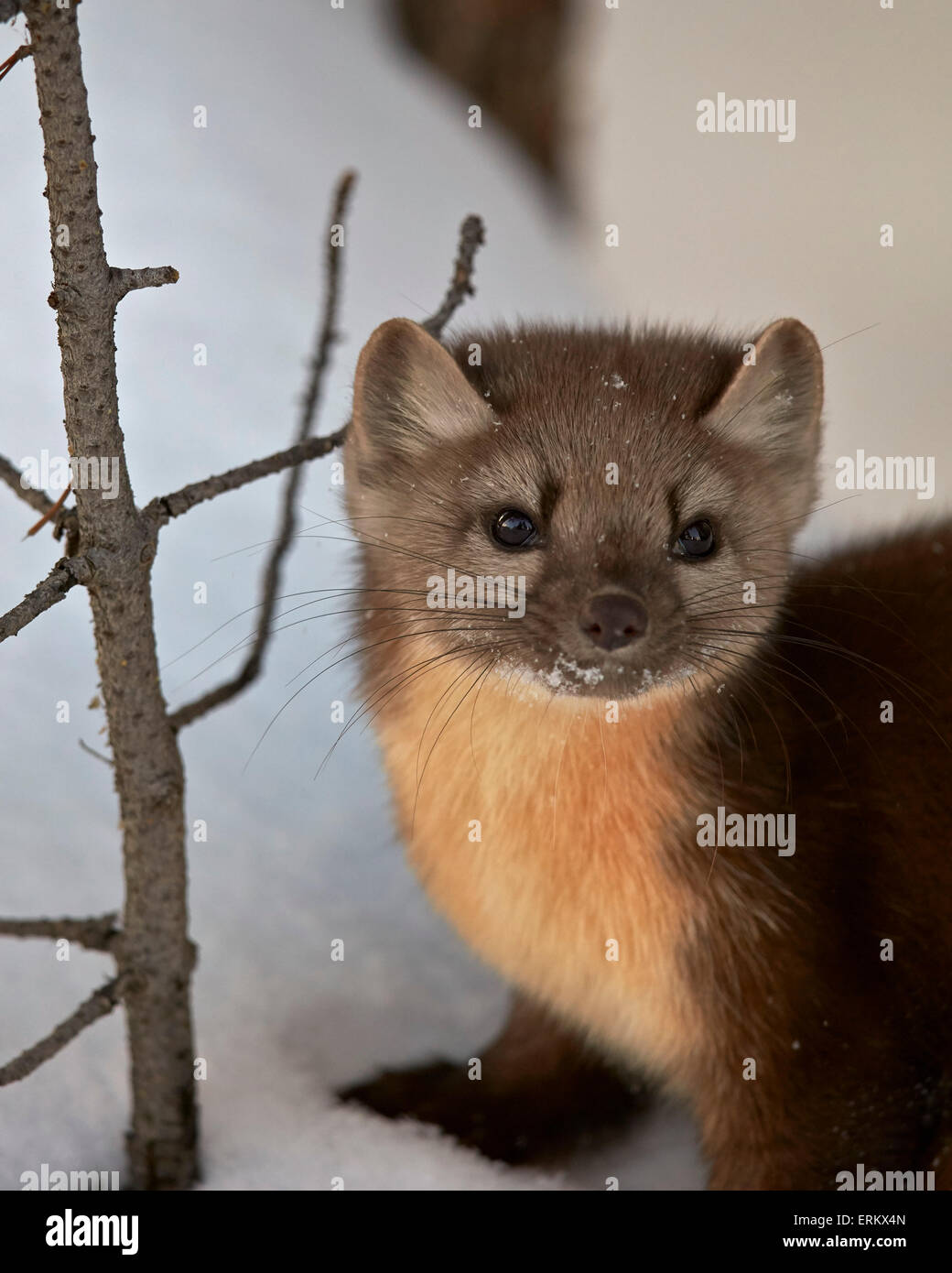 Ein amerikanischer marder martes americana im winter Stockfotos und ...