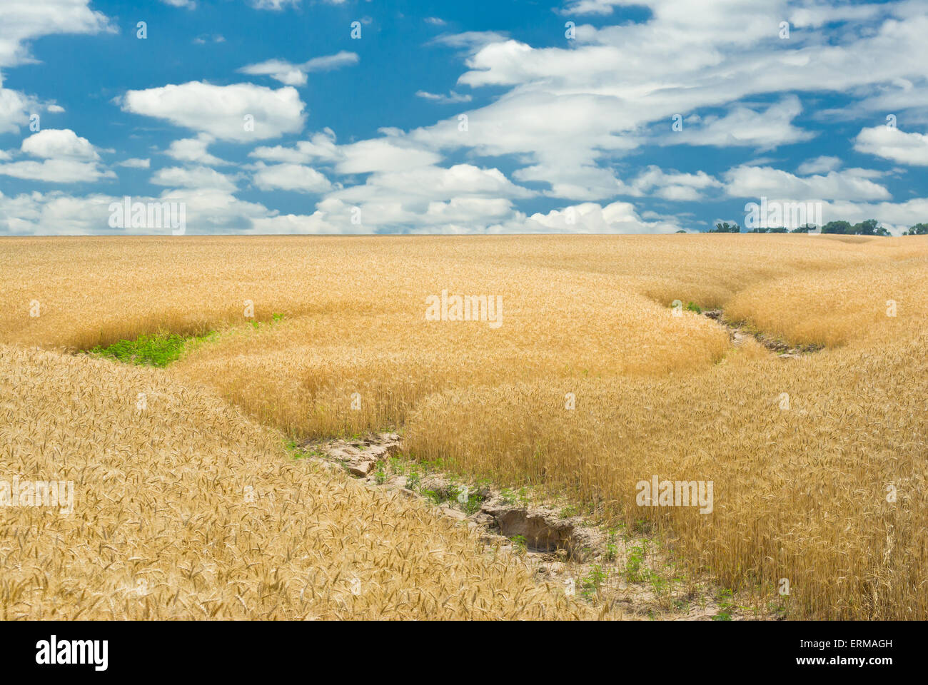 Sommer Landschaft mit Weizen Feld und Bodenerosion in der Ukraine ...